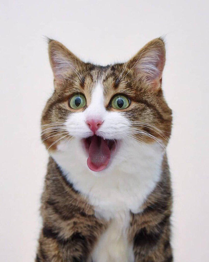 Meet Rexie, The Most Expressive Cat in the World